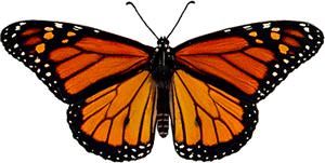 Monarch Butterflies (Big Sur Chamber of Commerce)