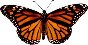 Monarch Butterflies (Big Sur Chamber of Commerce)
